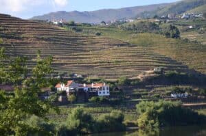 What is Port Wine and How Do I Serve It? - The Wine Lover's Kitchen